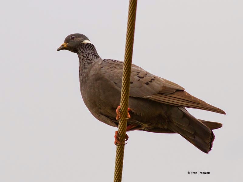 ZAGROS NATURE IMAGES: White-collared Pigeon