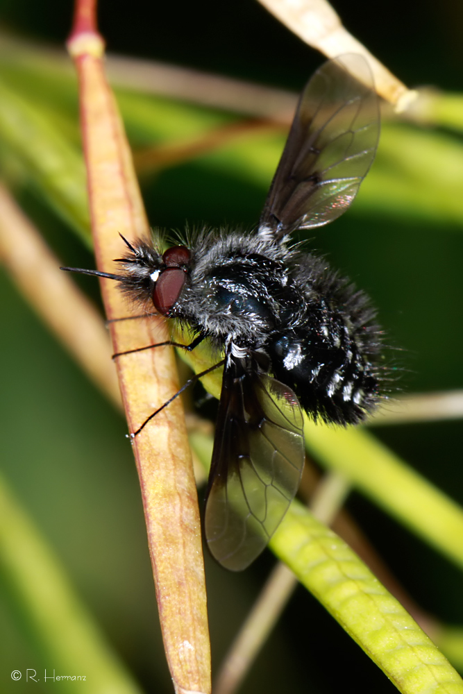 fotosricardo-h: MOSCAS (DÍPTERA : BOMBYLIDAE) I -Bee Flies