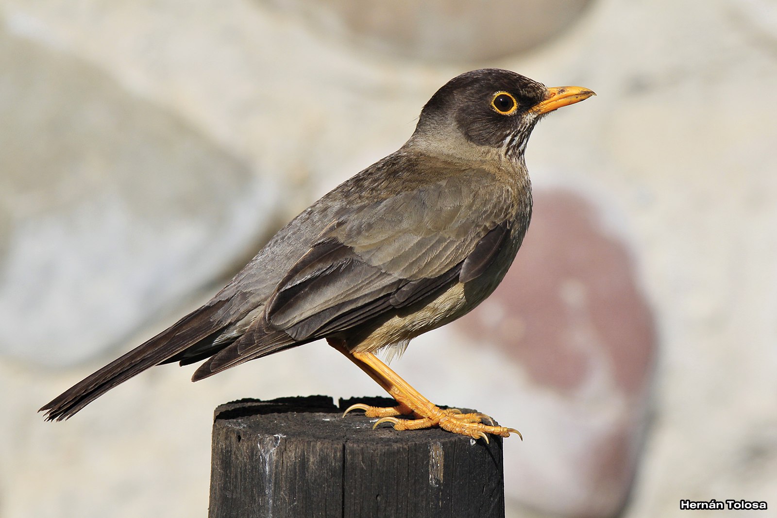 Aves de Argentina: Zorzal modelo