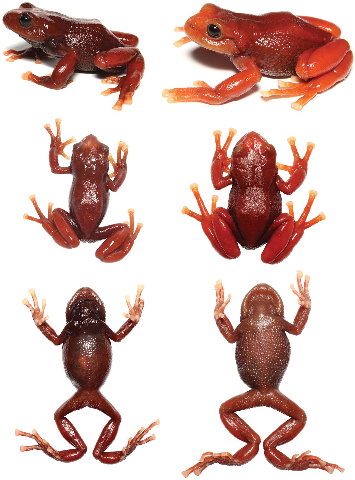 Species New to Science: [Herpetology • 2018] Pristimantis erythros • A ...