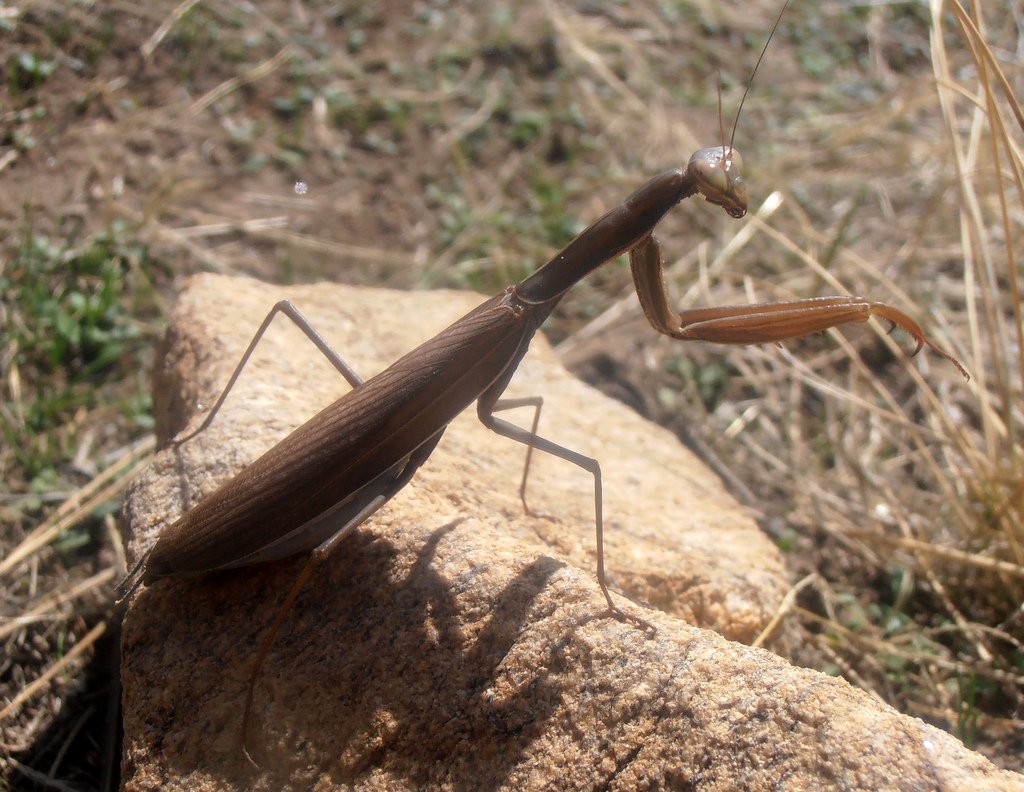 Entre plantas y bichos: Mantis religiosa