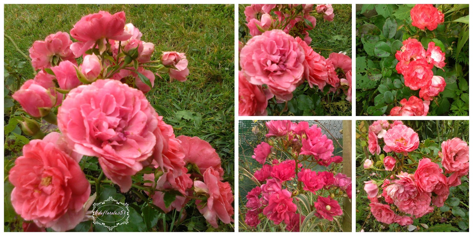 Beautés Florales : ROSES D'AUTOMNE