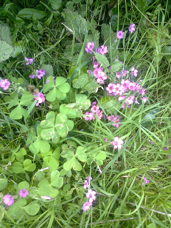 BUZZARD BUSHCRAFT: Pink Wood Sorrel