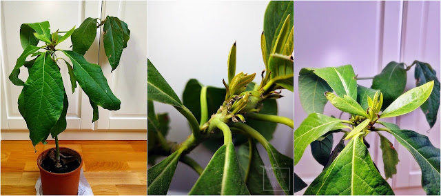 4-letnie awokado - aktualizacja