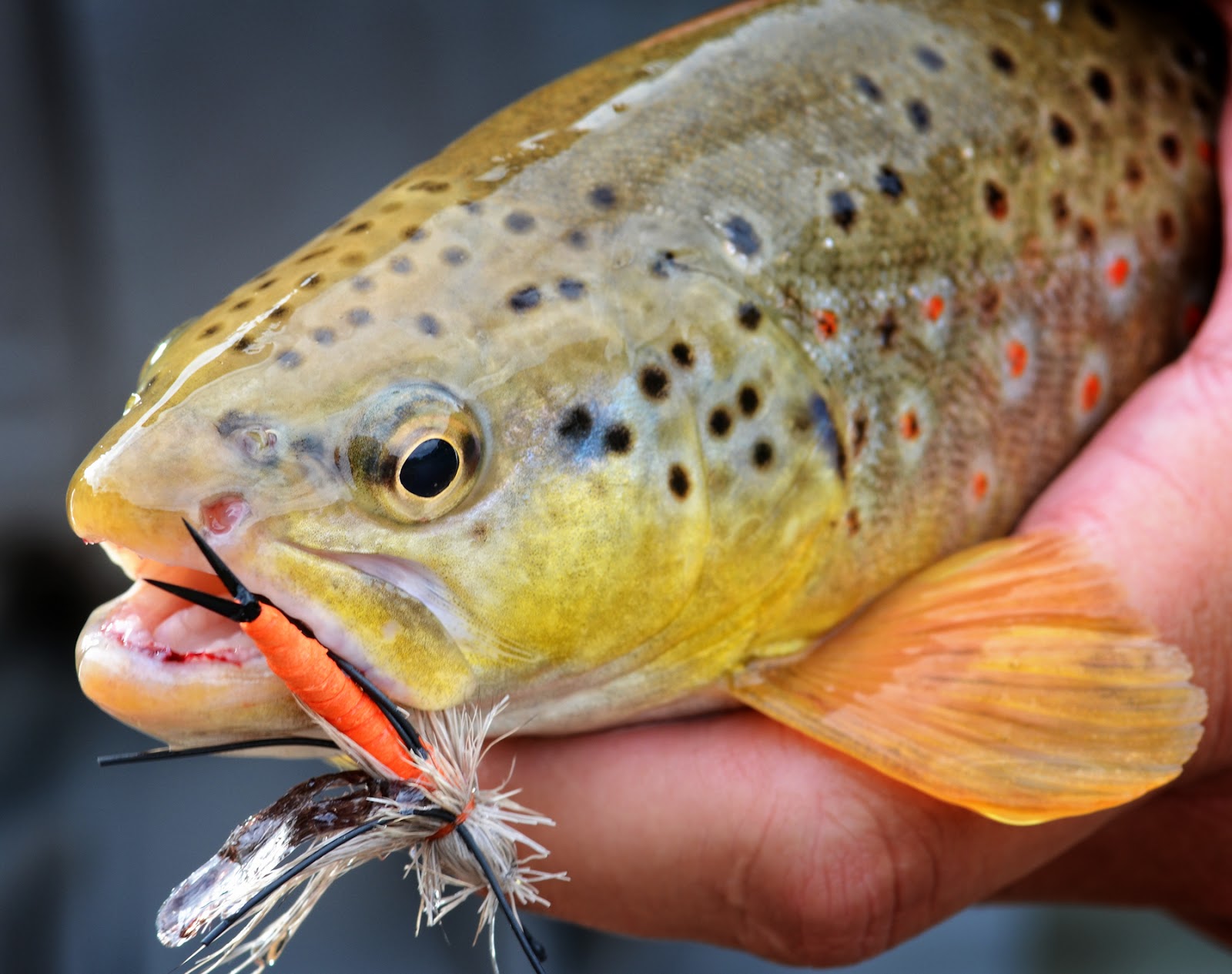 Fly Fish Food Review at Levi Skipper blog