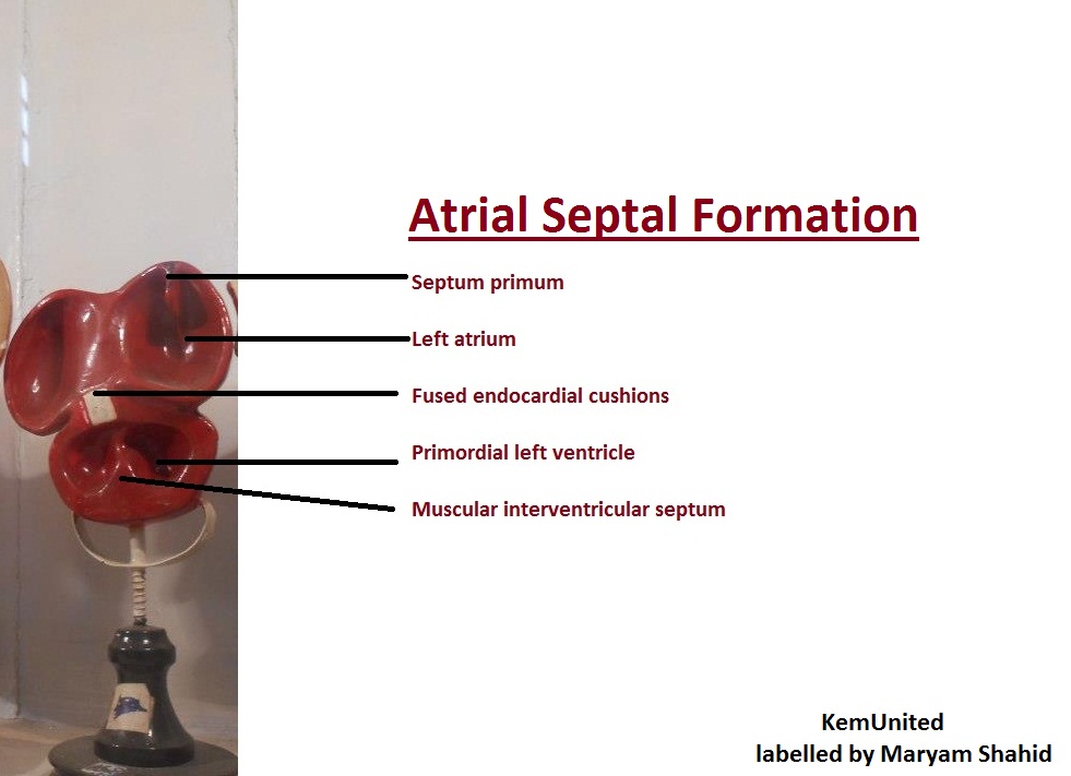 Embryology Models 2nd Year (labelled)