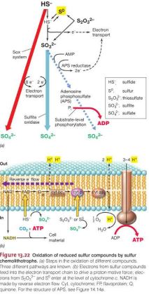 What is Chemolithotrophs / Chemolithotrophy? - Microbes World