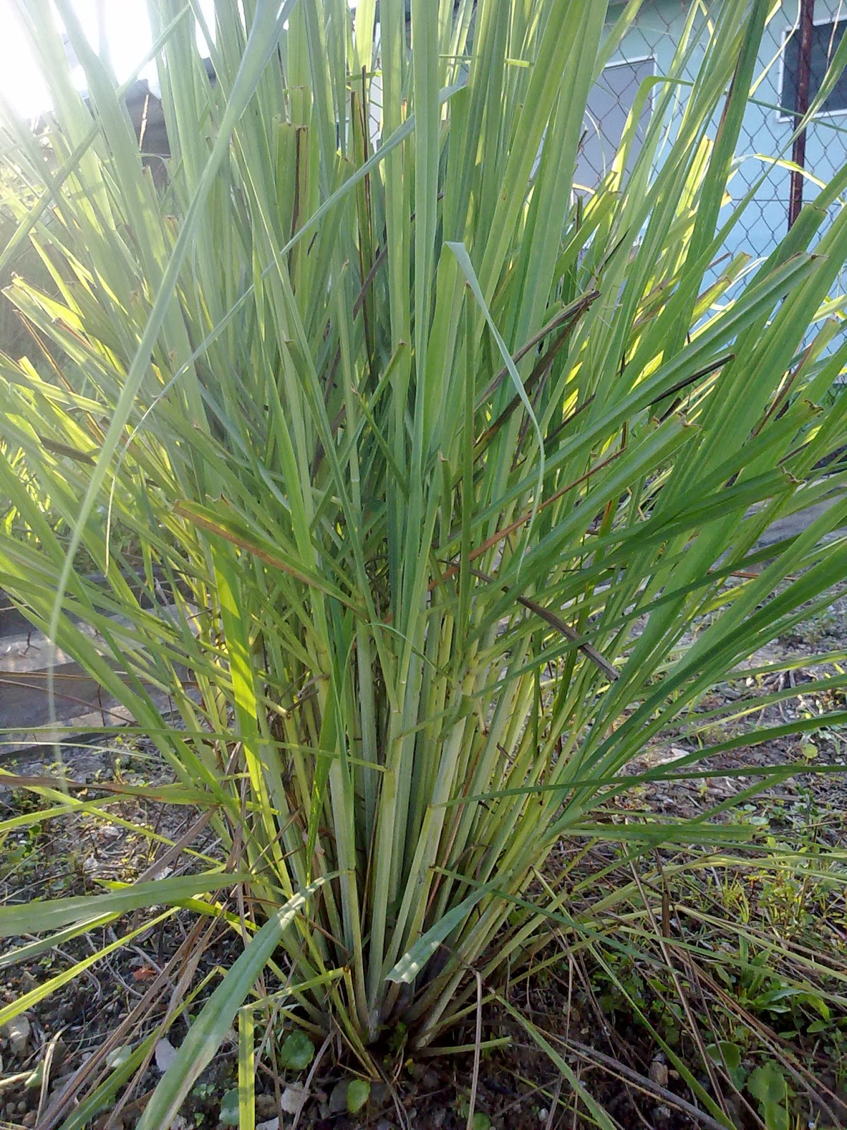 gardening is our passion: Untungnyaaaaa.... menanam serai