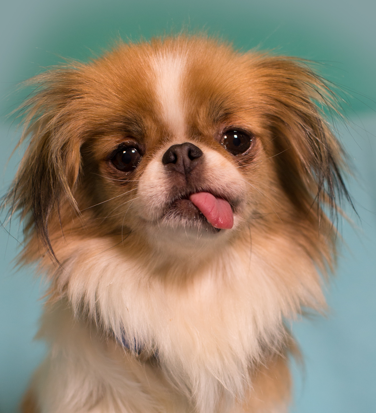 Japanese Chin Pekingese Mix