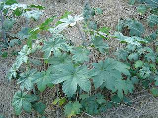 Health Benefits of Castor Oil - Health Food Nutrition