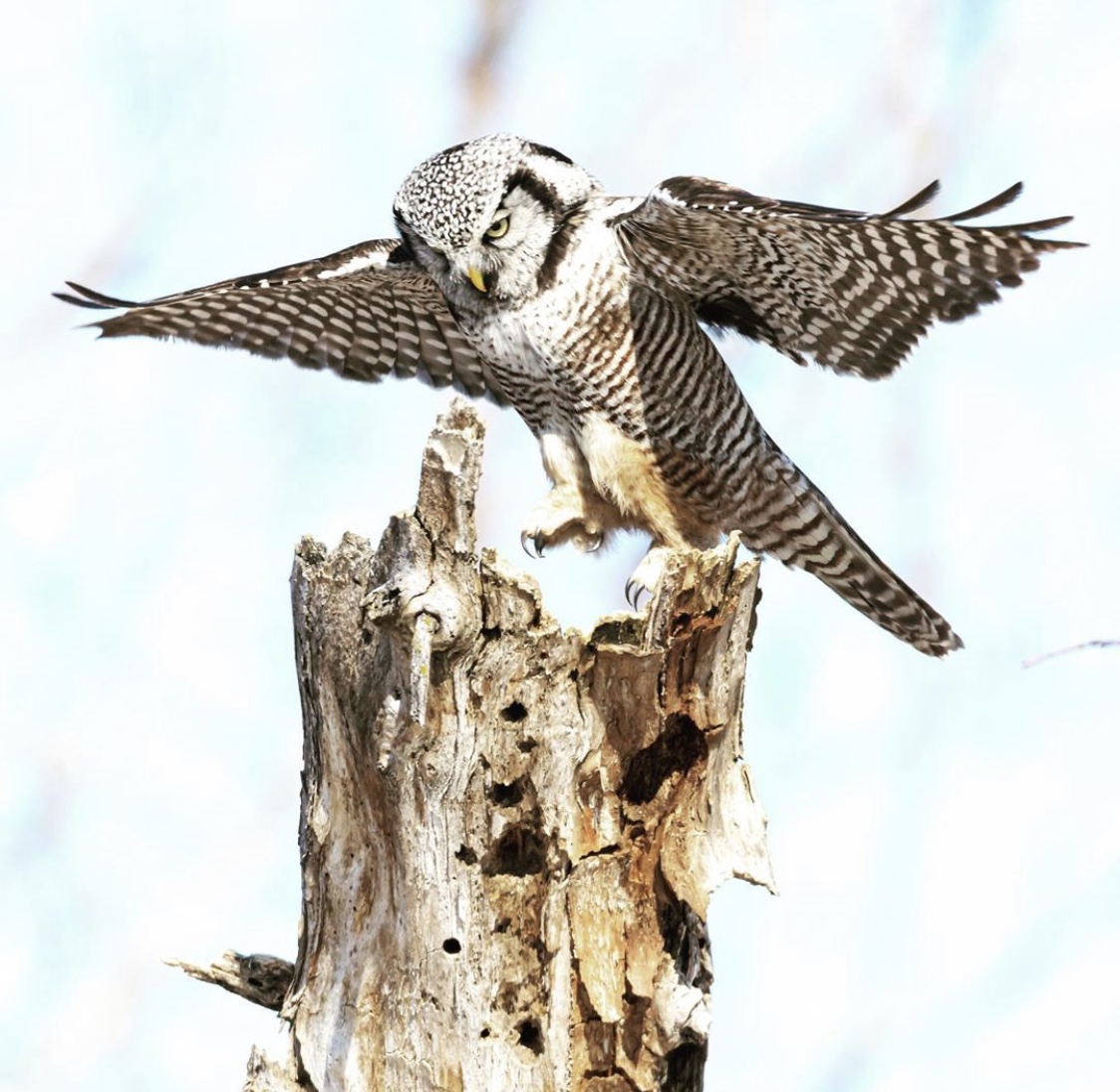 Rare Sighting Causes Flap: The Northern Hawk Owl | Nature Notes Blog