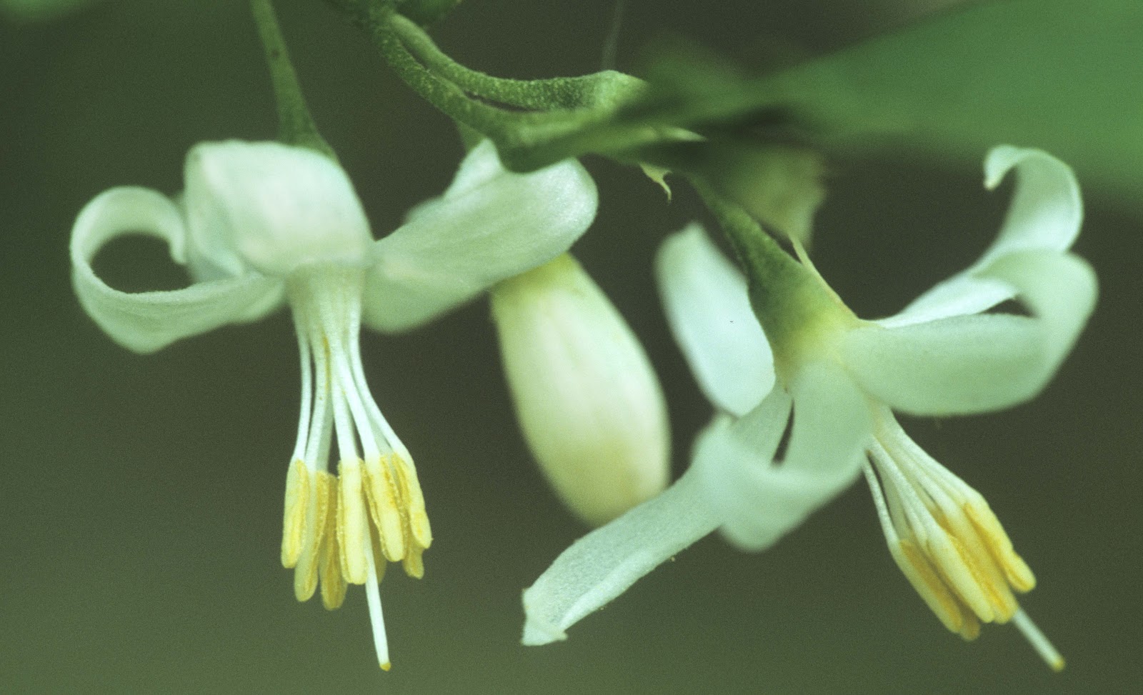 Kentucky Native Plant and Wildlife: Plant of the Week: American ...