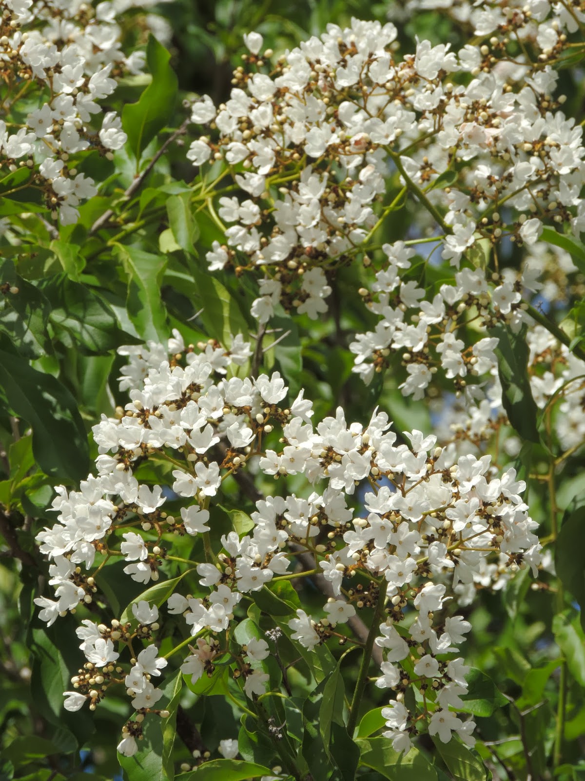 Pau-Branco - Auxemma oncocalyx