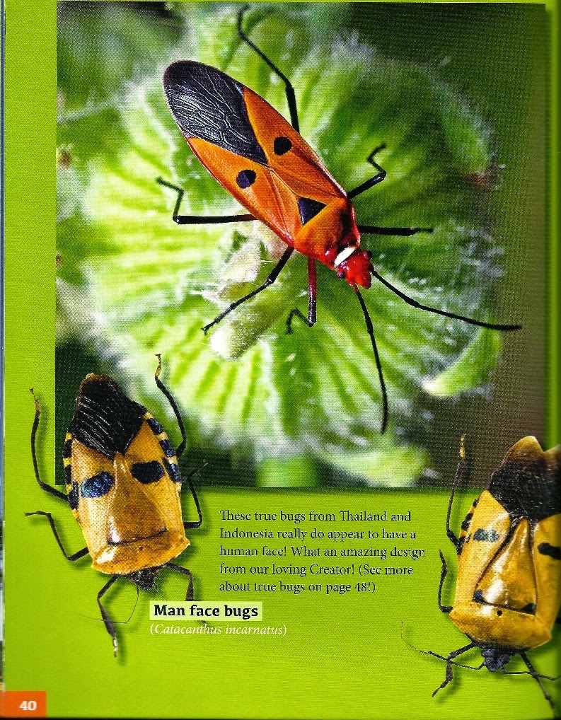 Chat with Vera: Bugs: Big and Small God Made Them All by William Zinke ...