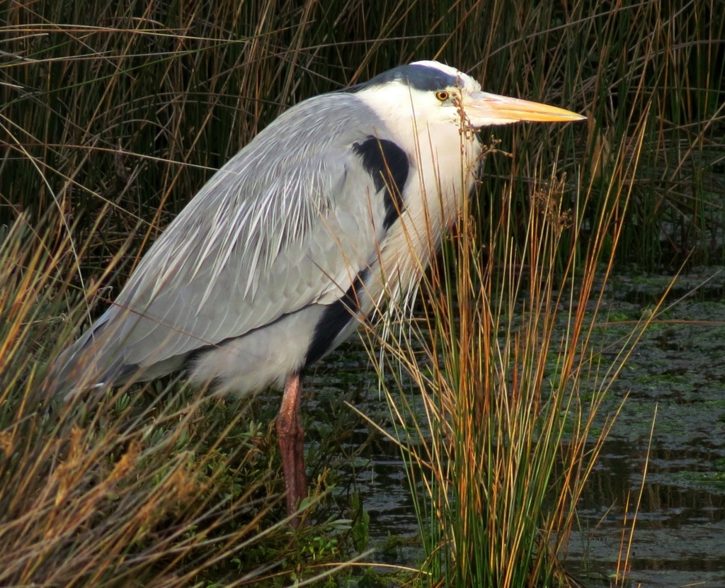 MINI NATURALEZA: GARZA IMPERIAL y GARZA REAL