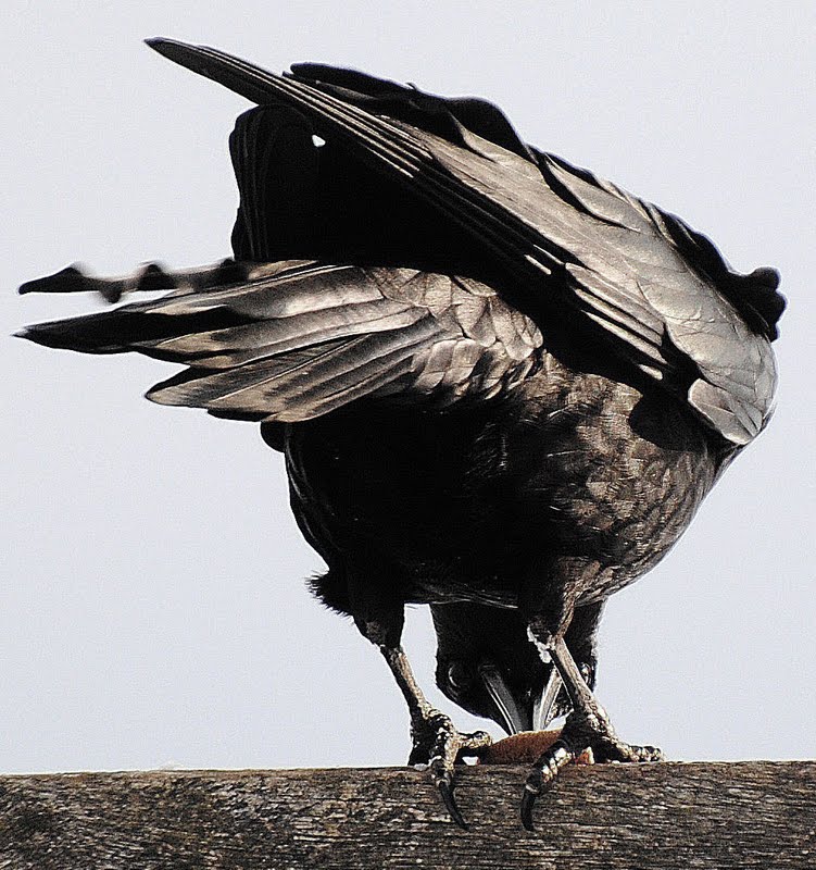 BARRY the BIRDER: Some of my favourite bird photos