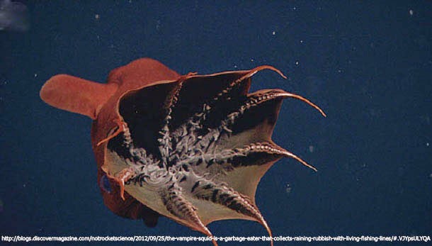 Bizarre Creature of the Day: Creature 82: Vampyroteuthis infernalis
