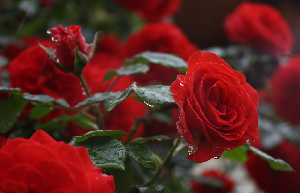 Bagus Rochadi 17.54 1 comment