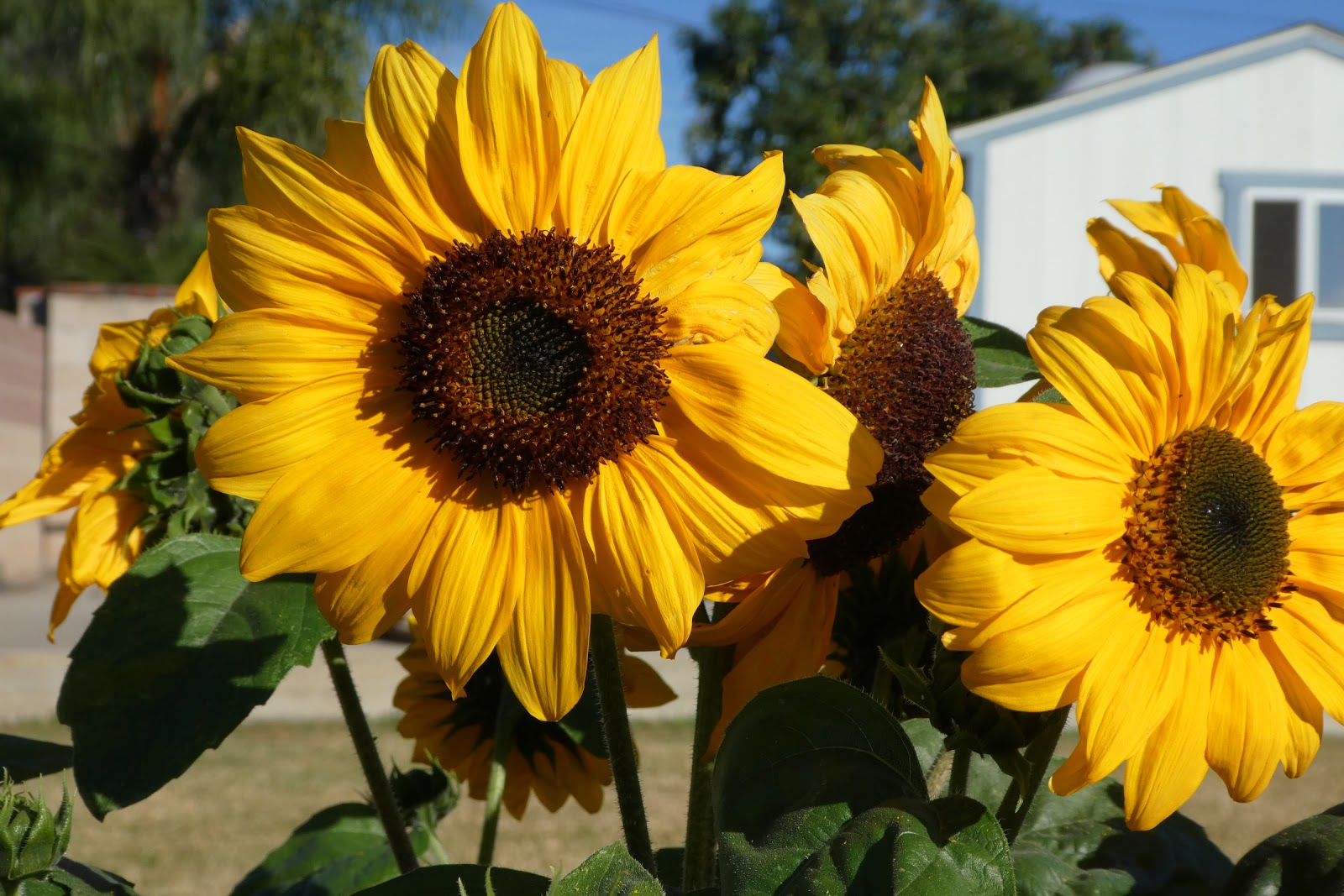 Why I Love To Garden: Elves Blend Sunflower