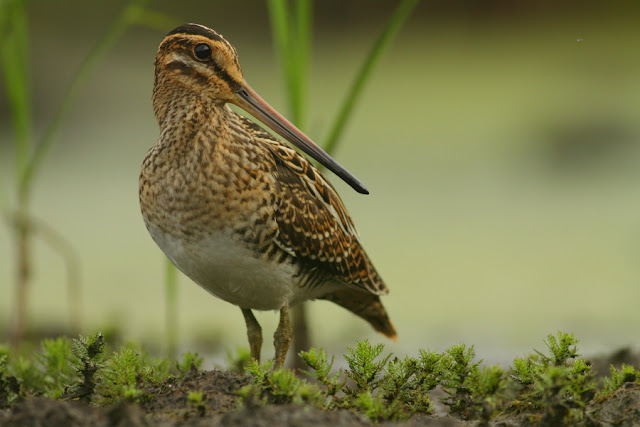 GRZEGORZ BURKOWSKI - FOTOGRAFIA PRZYRODNICZA: Kszyk,Snipe