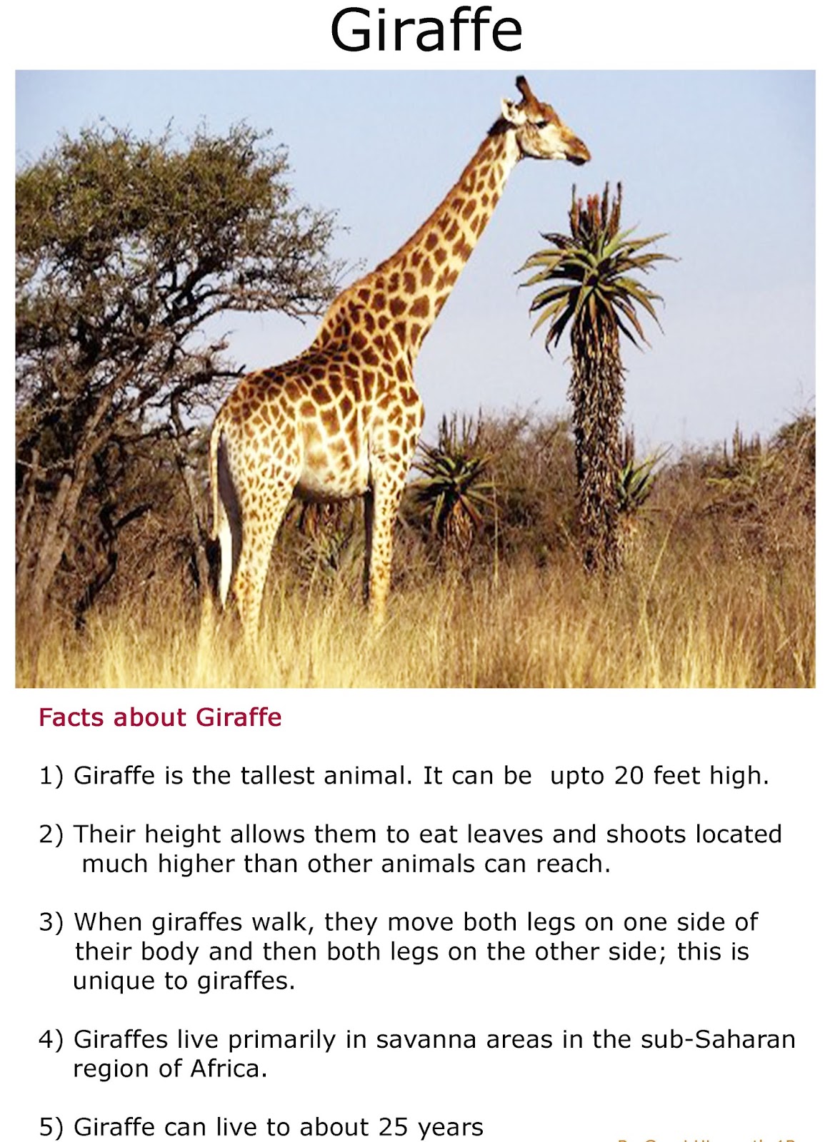 School Projects - CBSC -All subjects: Facts about Giraffe - download ...