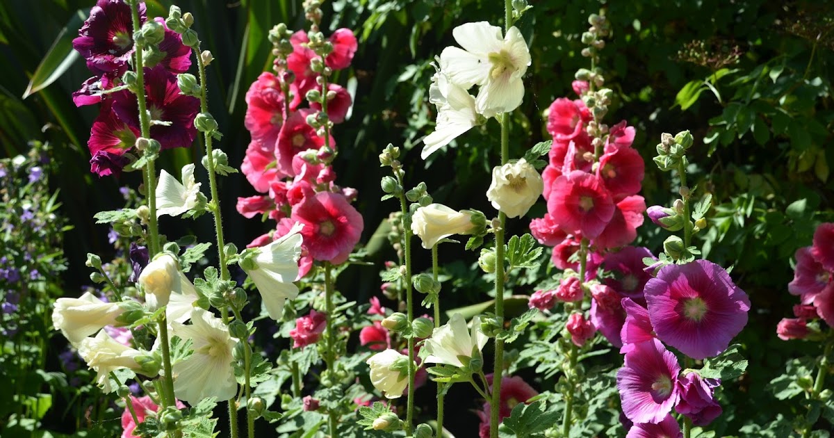HOW TO GROW HOLLYHOCKS FROM SEED |The Garden of Eaden