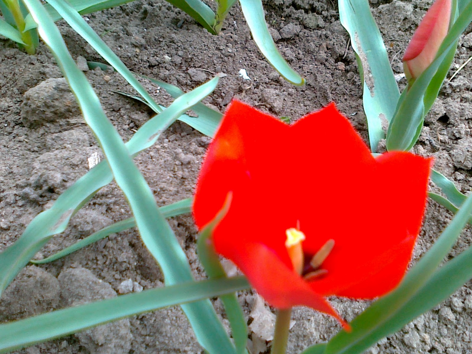 Tea's Garden Stories: Tulbid püsikupeenras