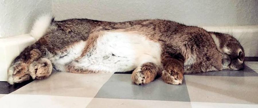 Rabbit Ramblings: Flopapalooza -- The DBF, or Dead Bunny Flop