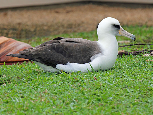 White Wolf : World’s oldest known living wild bird gives birth at age 62
