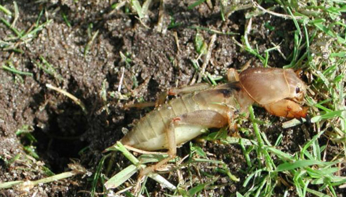 Jenis-jenis Hama Tanaman dan Cara Mengendalikannya