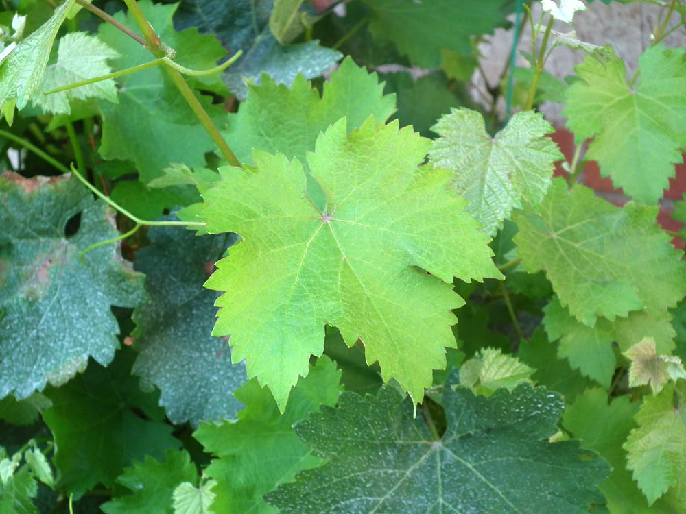 Days on the Claise: Sorting Out the Vines