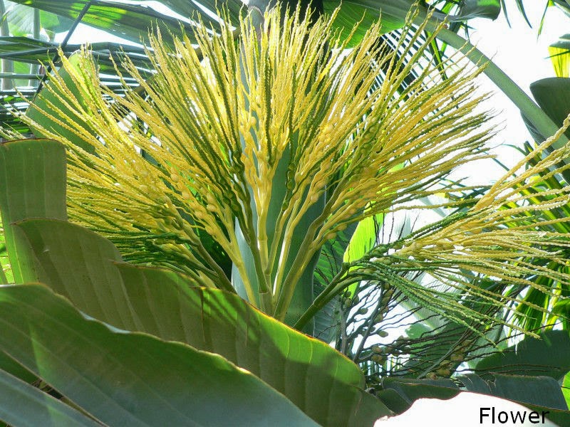Puwak/Areca catechu L | Herbal plants Sri Lanka