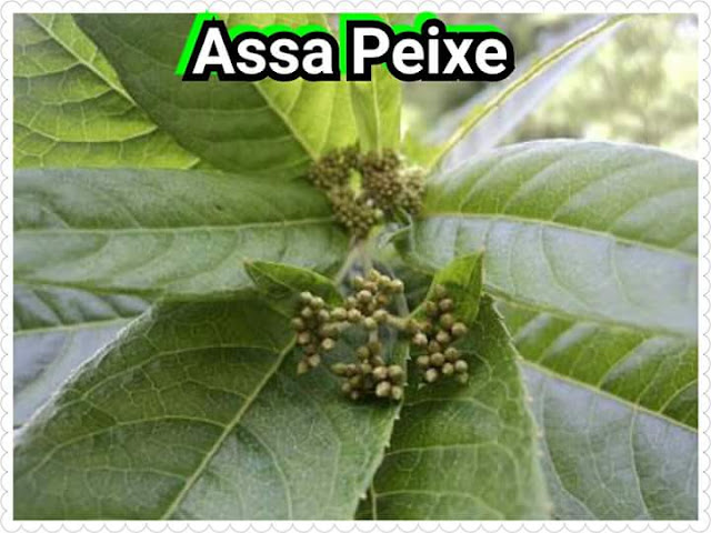 Sapecando O Roçado : Assa peixe