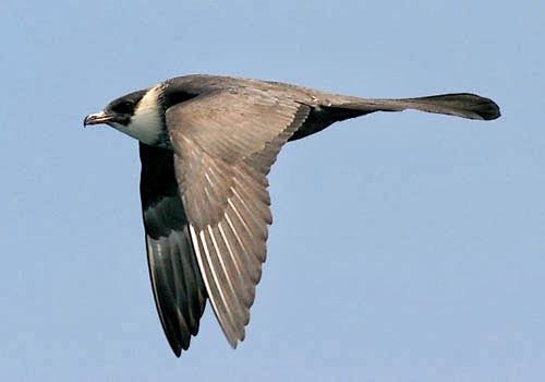 Jaeger (bird) | Facts About All