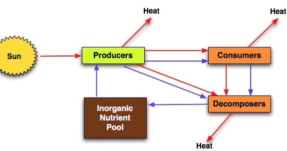 NCERT Solutions for Class 12th: Ch 14 Ecosystem Biology - Study Rankers
