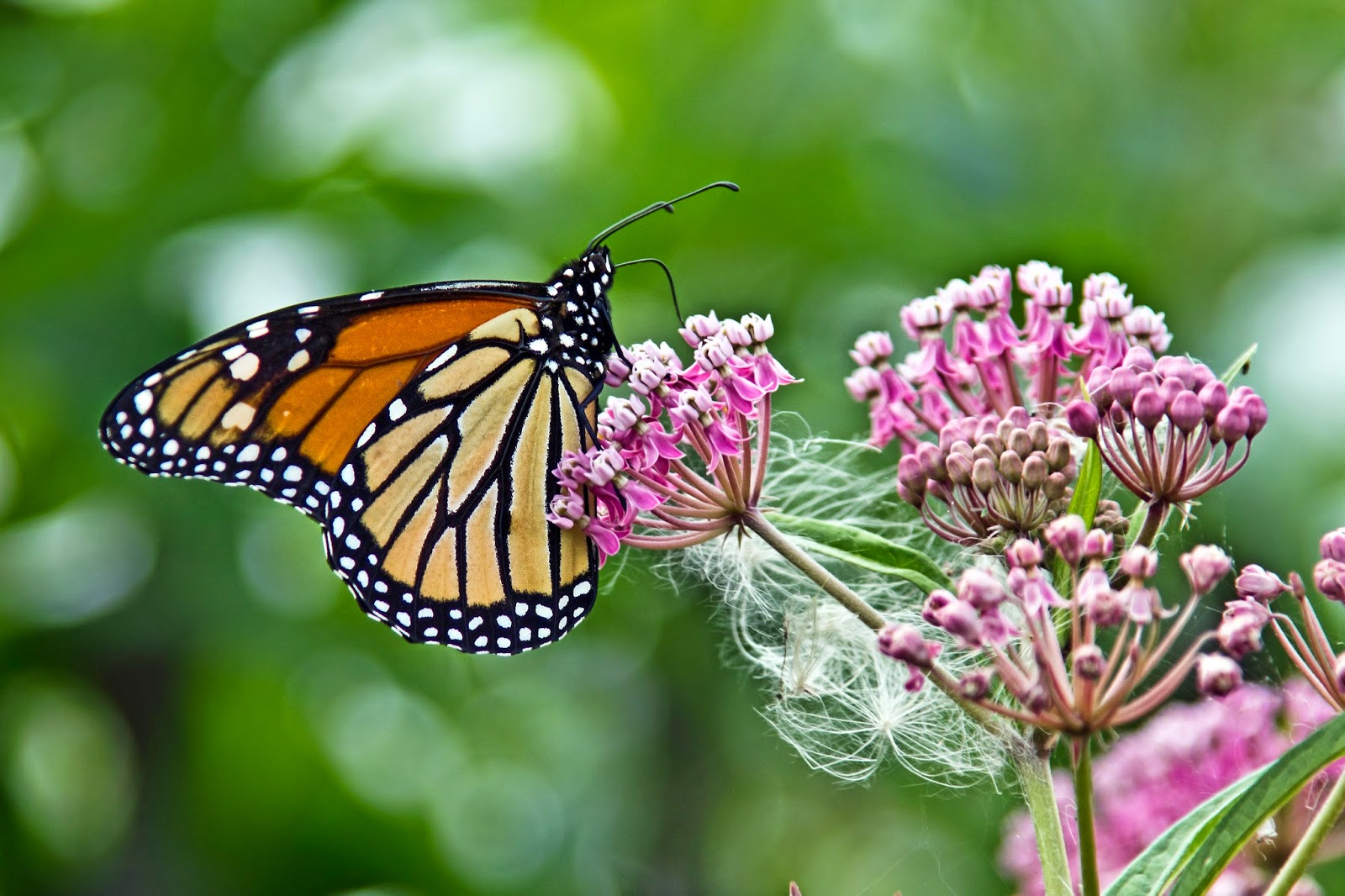 Rotary Botanical Gardens - Hort Blog: Monarch Magnets