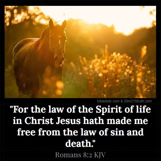 2 Timothy 2:15 Truth: Verse of the Day: Romans 8:2 KJV