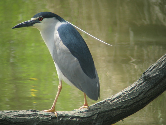 Charles River Watershed Association: Water Birds of the Charles River Charles River Watershed Association: Water Birds of the Charles River