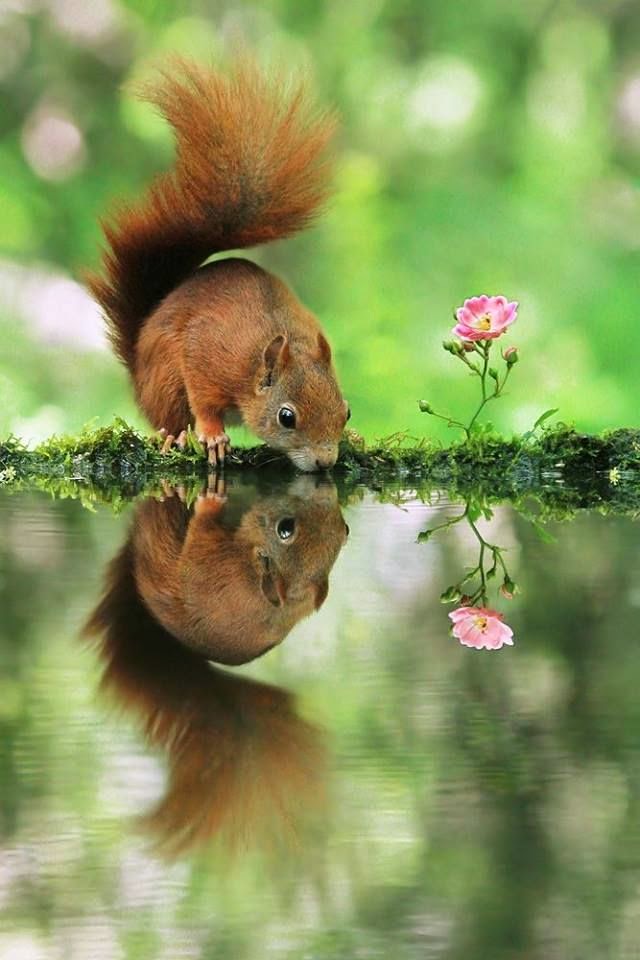 Cute animals ~ Stunning nature