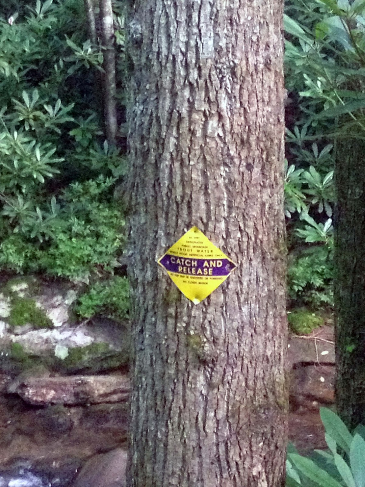 NC Outdoor Ramblings: Looking For Brookies