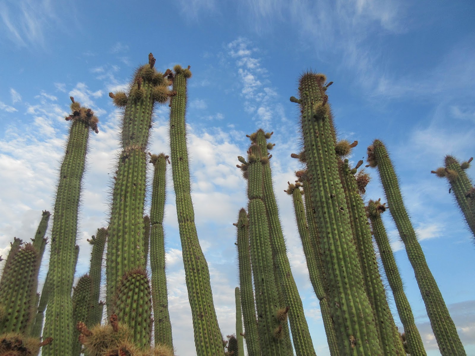 Cannundrums: Organ Pipe Cactus Fruit