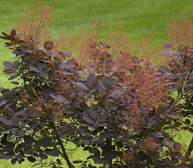 Ferida's Backyard: Smoke Tree