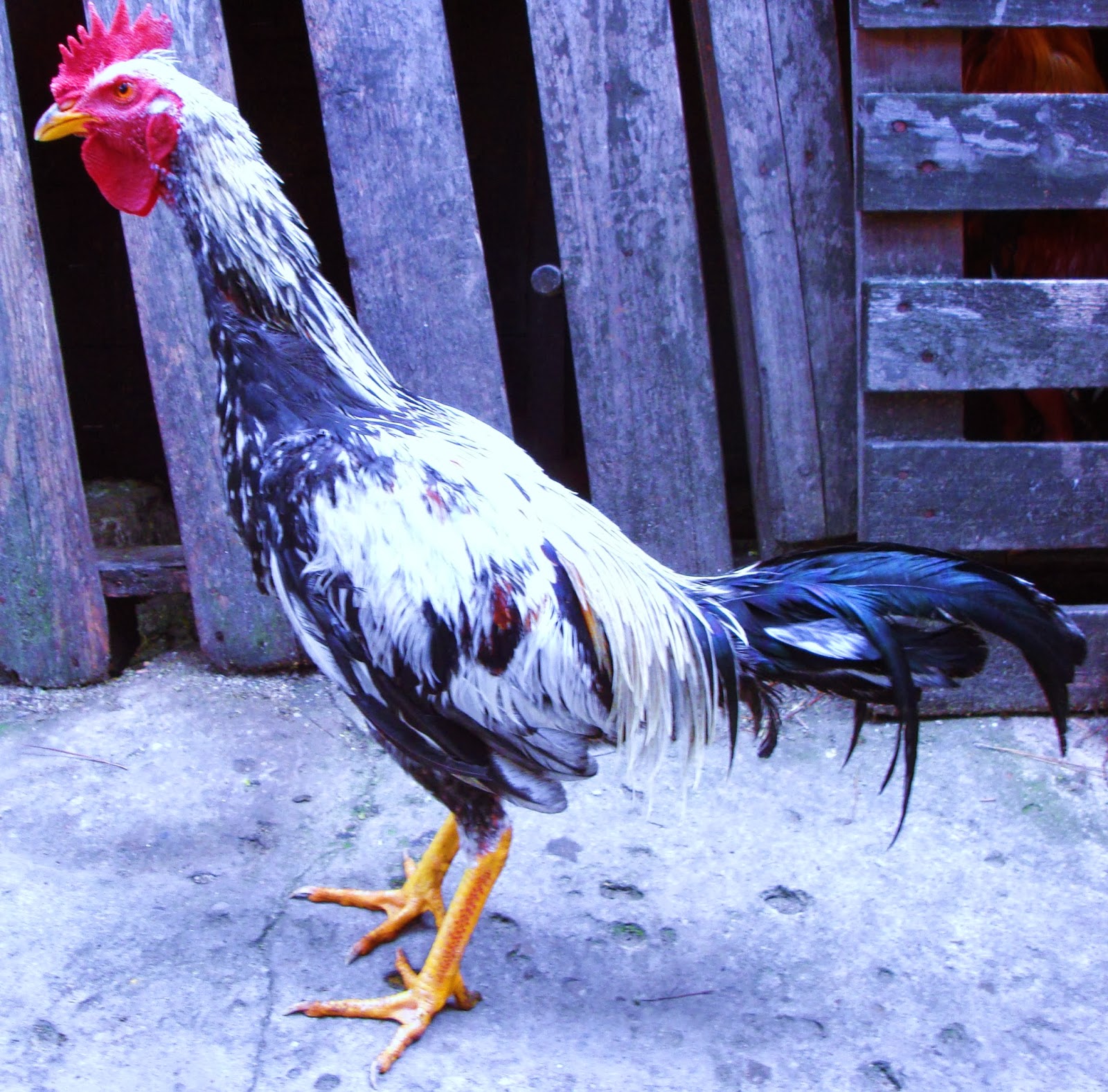 Disponible para envio Noviembre pollo giro 50% shamo Brazilero x hatch ...