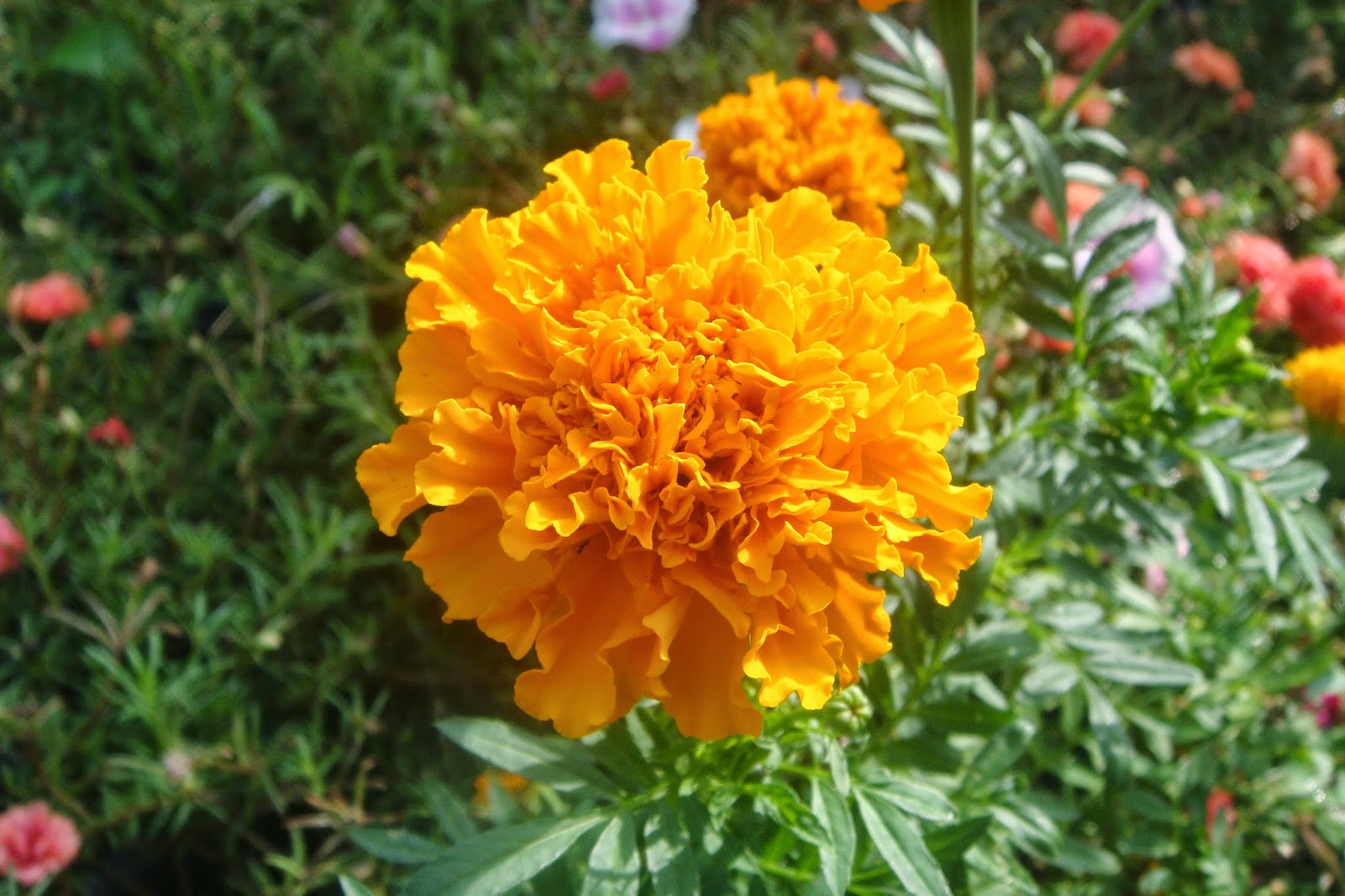 My Wonderful Timez.: Bunga Marigold Kesayanganku...