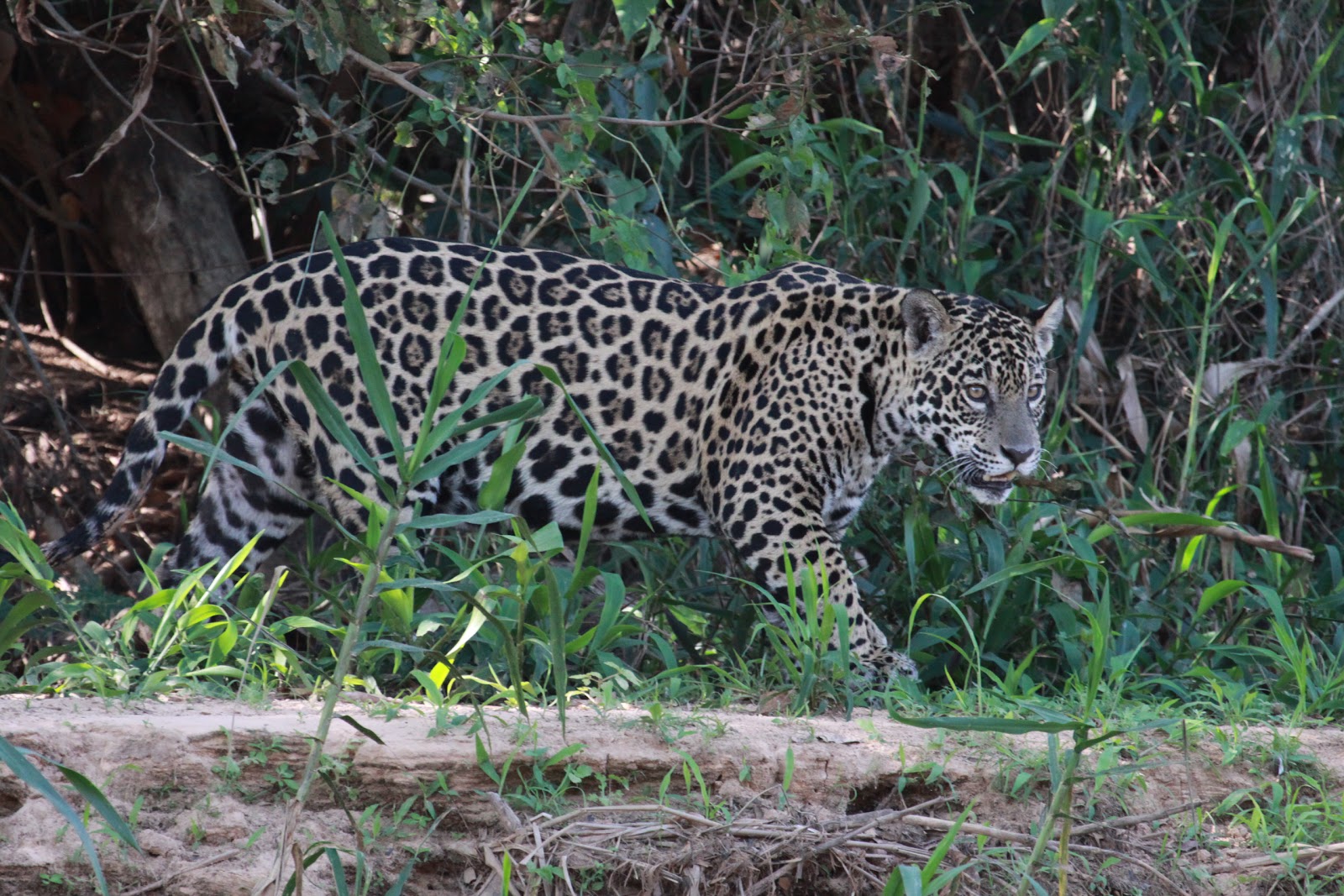 Brazil Ecoexplorer - Nature & Wildlife tours, Birding trips, Amazon ...