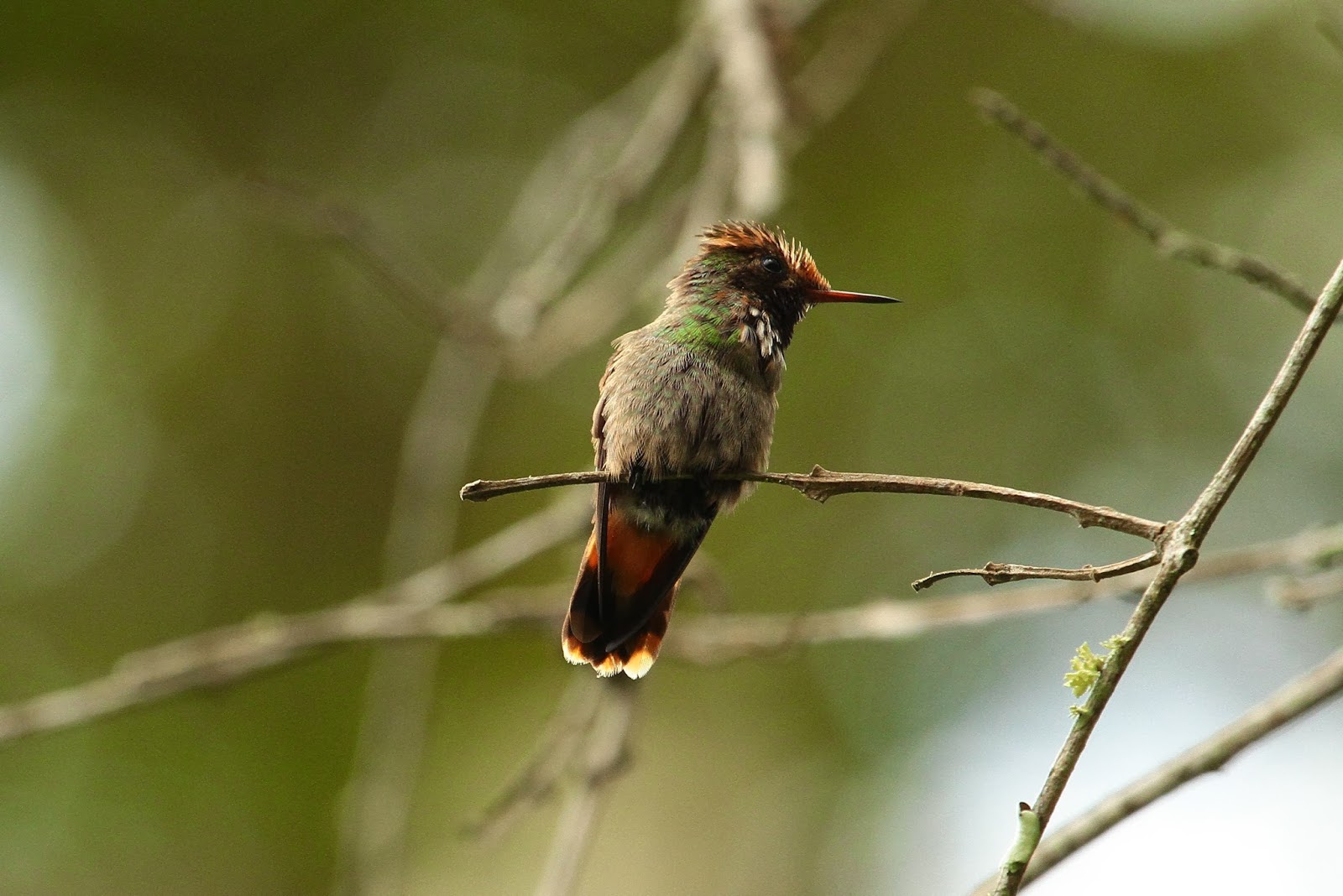 Nuestro bello mundo...: Spangled Coquette., Lophornis stictolophus ...