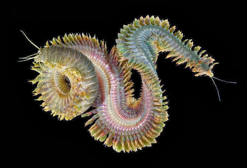 Species of UK: Week 36: Ragworms (‘Nereididae’)