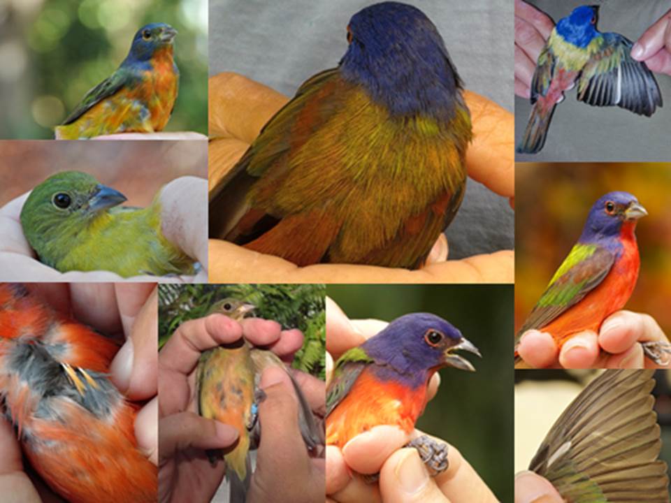 Bird Banding: Learning From Birds In-hand: How Painted Buntings grow ...