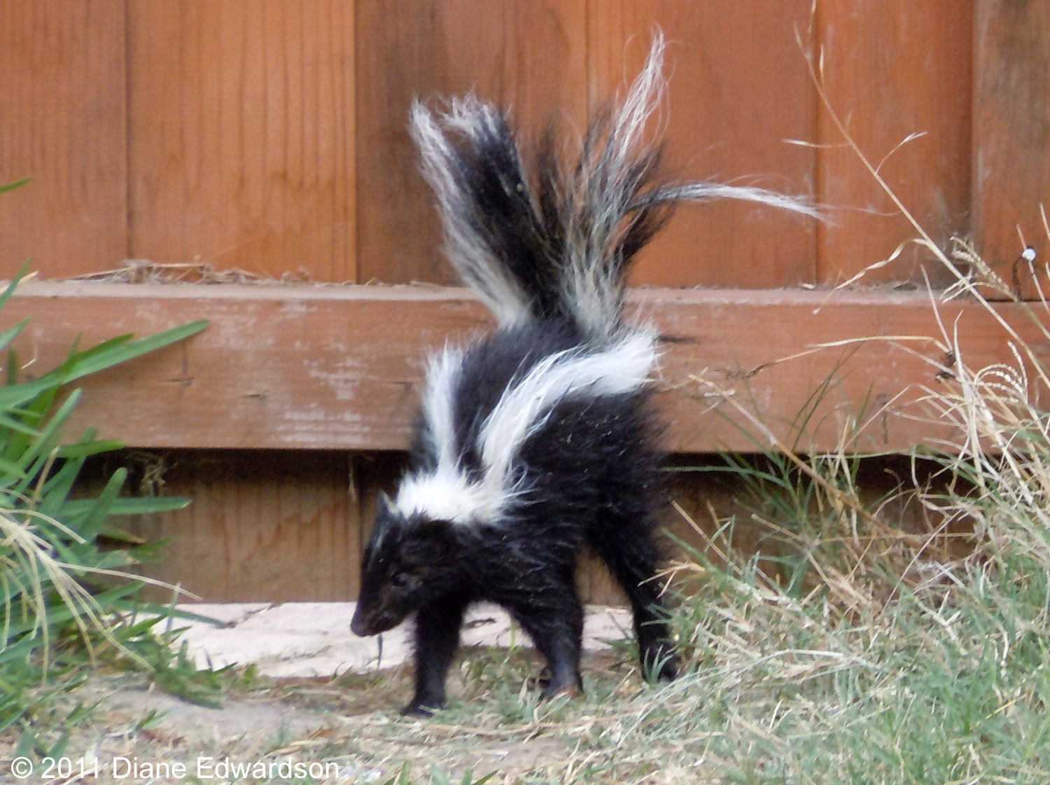 Corralitas Red Car Property: Red Car Property: Injured Juvenile Skunk