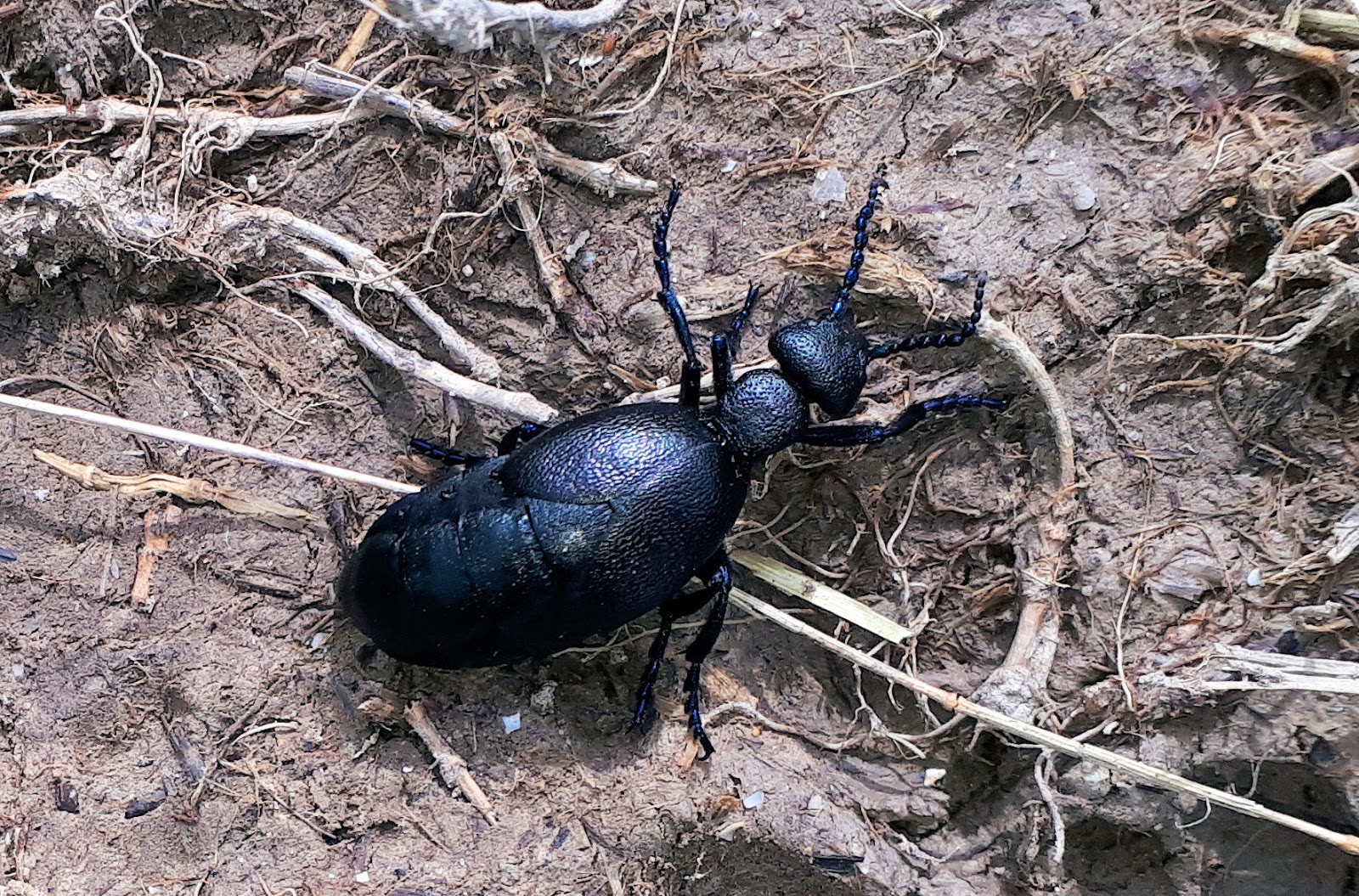Oxfordshire Wildlife: Black Oil Beetle